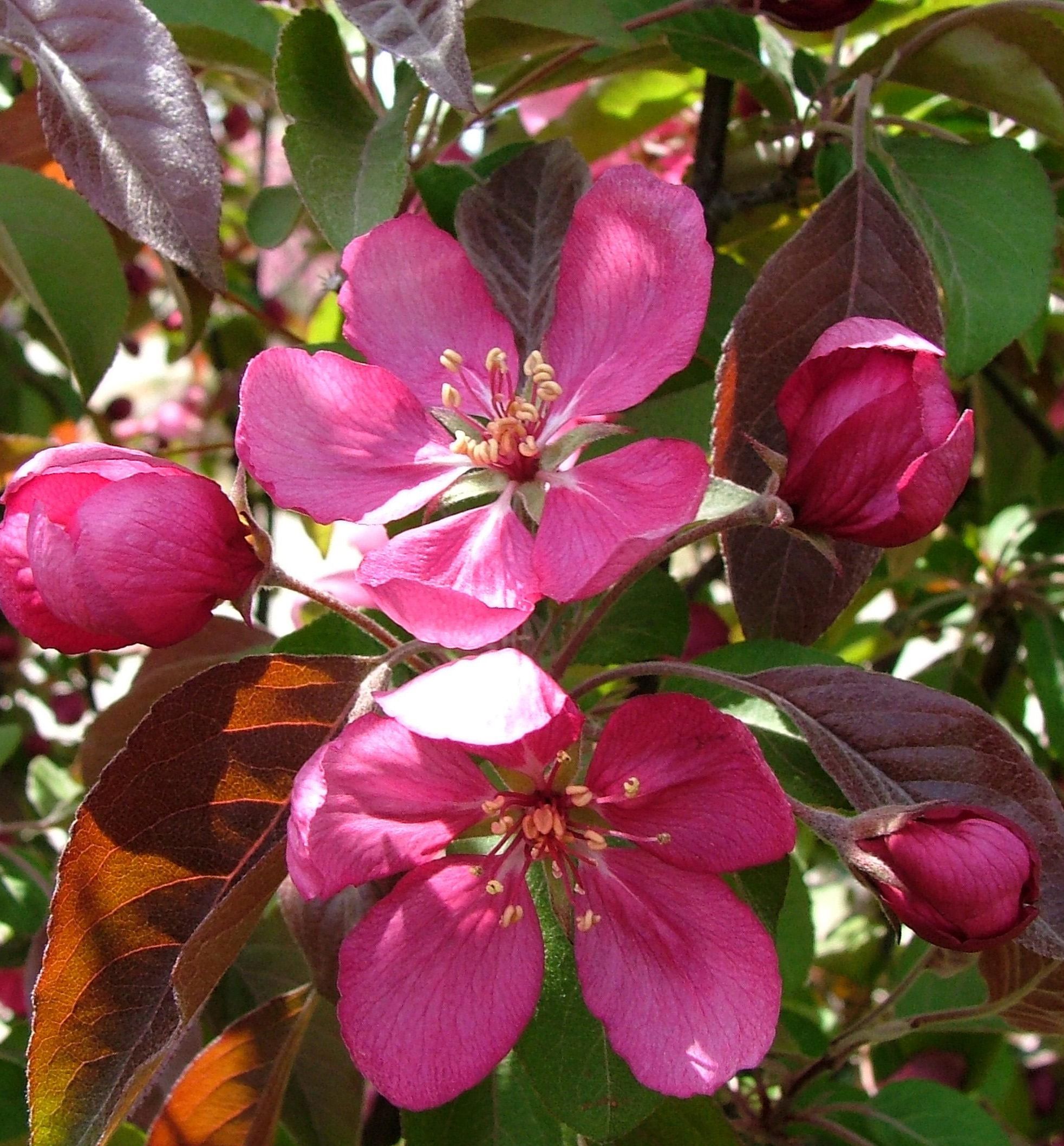 Rejoice Crabapple | Natorp's Online Plant Store