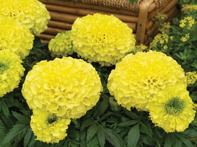 Antigua™ Primrose African Marigold | Natorp's Online Plant Store