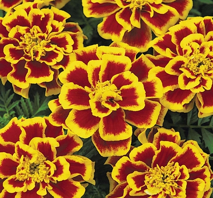 Durango Bee Marigold | Natorp's Online Plant Store