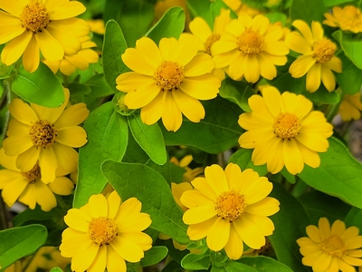 Jackpot Gold Melampodium | Natorp's Online Plant Store