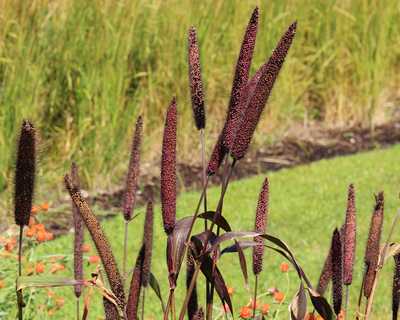 Purple Majesty Ornamental Millet | Natorp's Online Plant Store