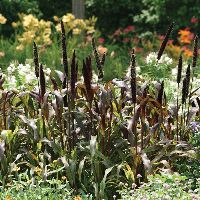 Jester Millet | Natorp's Online Plant Store