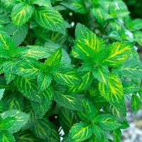 Ginger Mint | Natorp's Online Plant Store