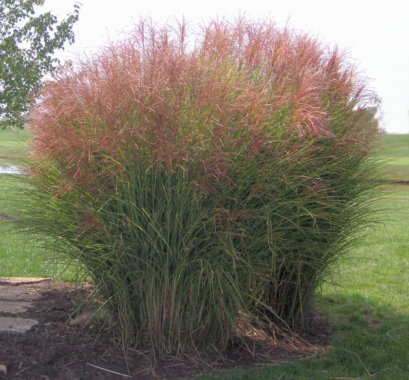 Gracillimus Maiden Grass | Natorp's Online Plant Store