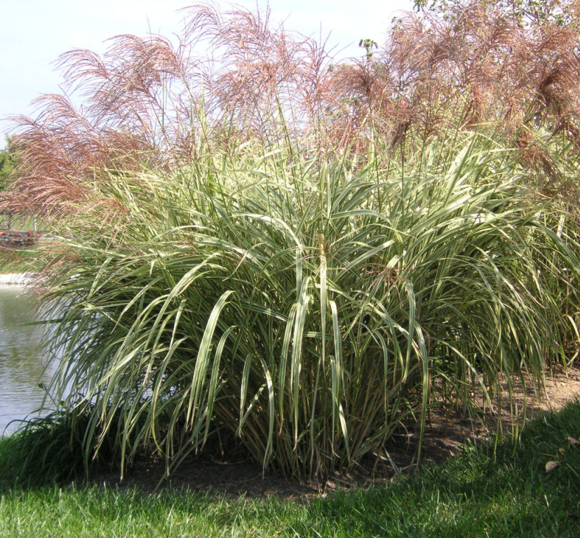 Variegated Maiden Grass | Natorp's Online Plant Store