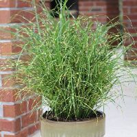 Bandwidth Maiden Grass | Natorp's Online Plant Store