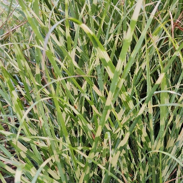 Bandwidth Maiden Grass | Natorp's Online Plant Store