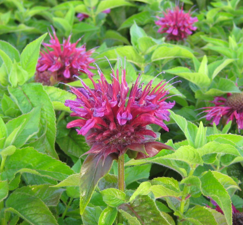 Grand Marshall Bee Balm | Natorp's Online Plant Store