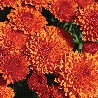 Hailey Orange Mum | Natorp's Online Plant Store