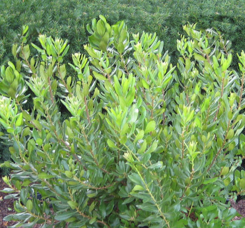 Northern Bayberry | Natorp's Online Plant Store