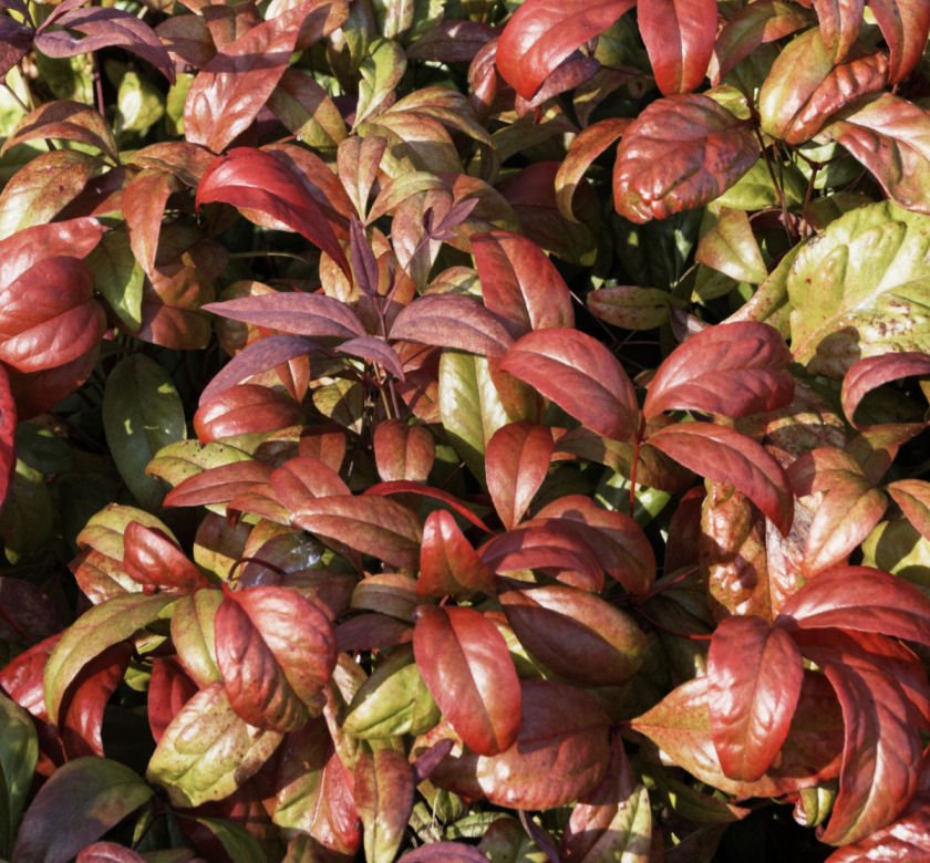 Fire Power Heavenly Bamboo | Natorp's Online Plant Store