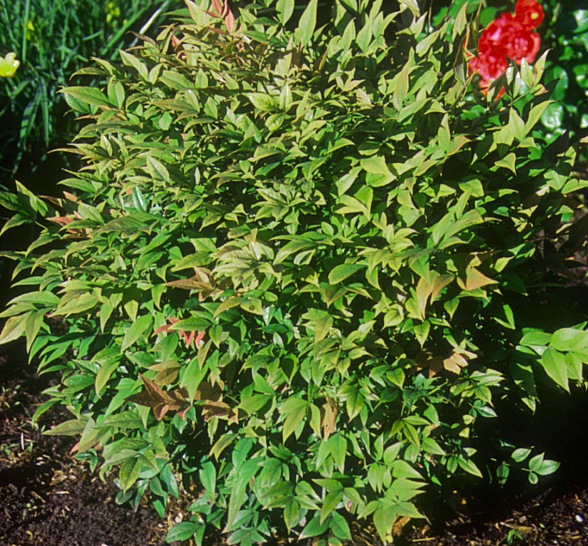 Gulf Stream Heavenly Bamboo | Natorp's Online Plant Store