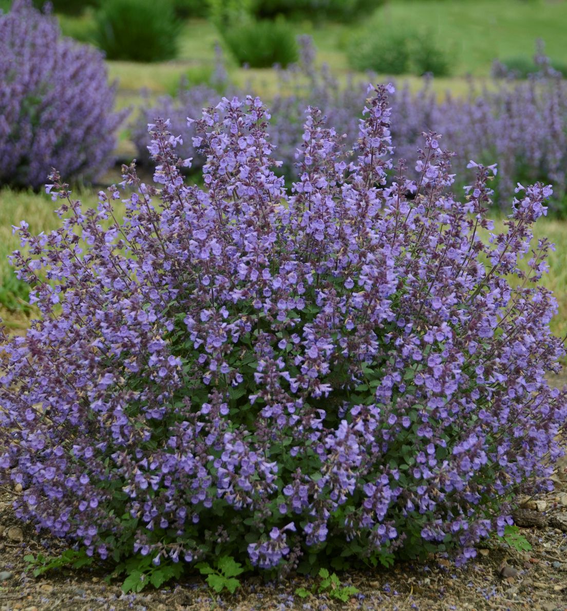 Kitten Around Catmint | Natorp's Online Plant Store