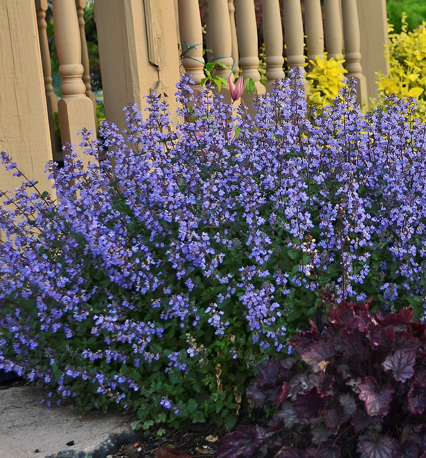 Purrsian Blue Catmint | Natorp's Online Plant Store