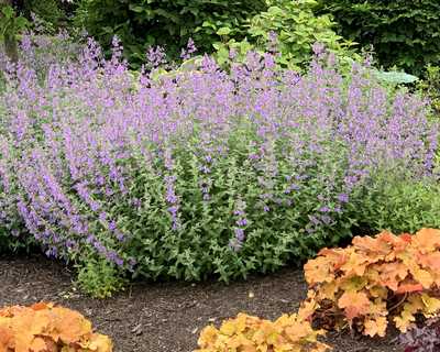 Walker's Low Catmint | Natorp's Online Plant Store