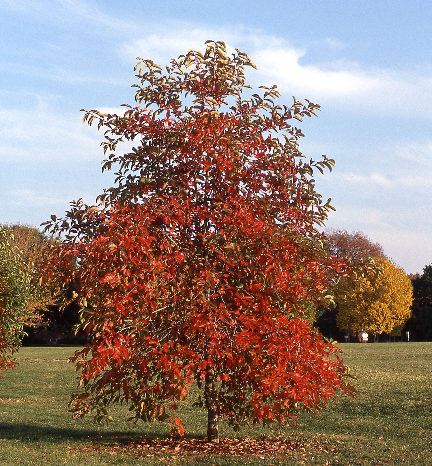 Black Gum (Black Tupelo, Sourwood) | Natorp's Online Plant Store
