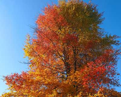 Green Gable Black Gum | Natorp's Online Plant Store