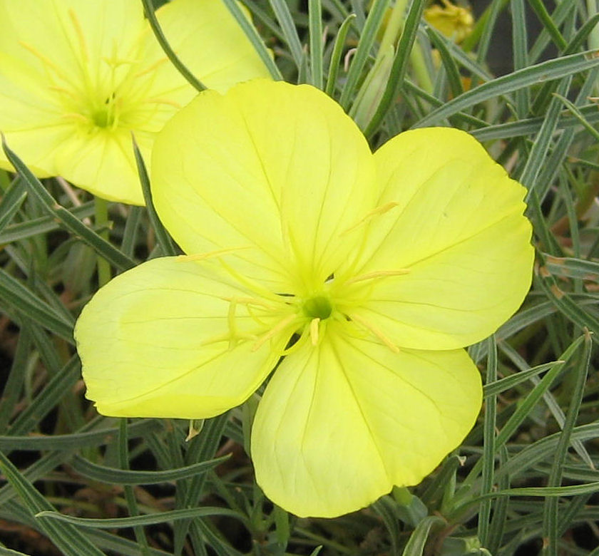 Shimmer Evening Primrose | Natorp's Online Plant Store