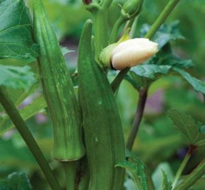 Clemson Spineless Okra | Natorp's Online Plant Store