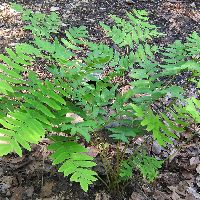 Regal Red Painted Fern | Natorp's Online Plant Store
