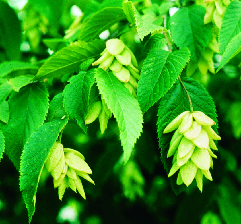 Ironwood (Eastern Hop Hornbeam) | Natorp's Online Plant Store
