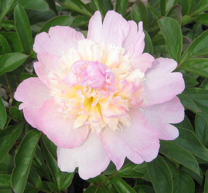 Raspberry Sundae Peony | Natorp's Online Plant Store