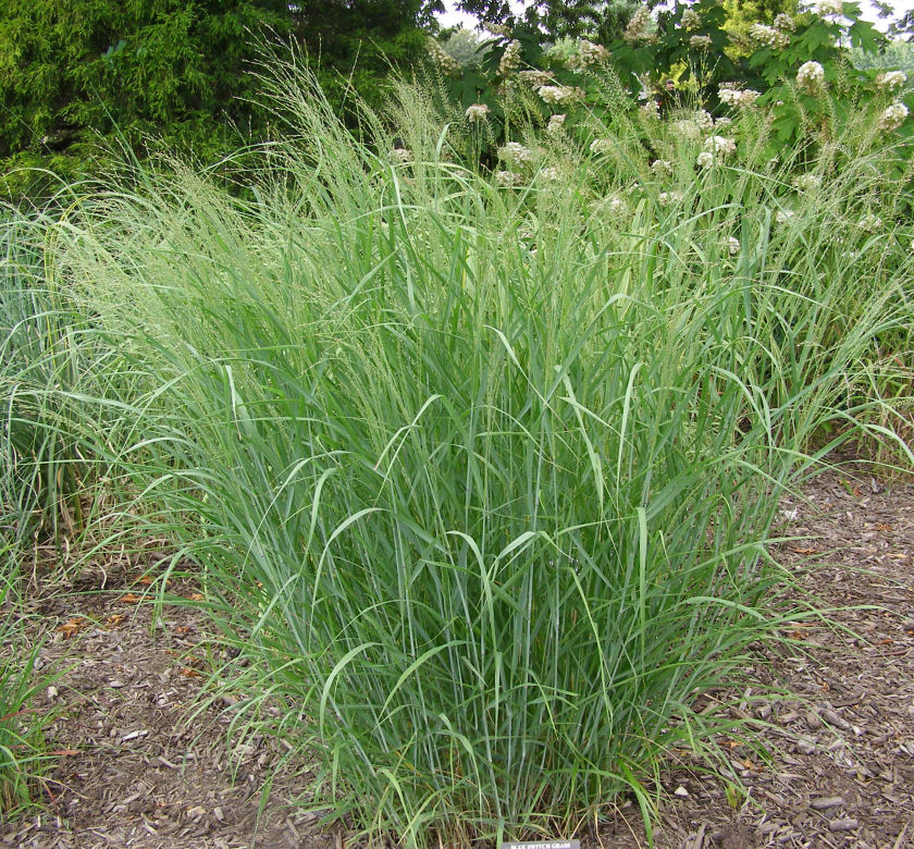 Heavy Metal Switch Grass | Natorp's Online Plant Store