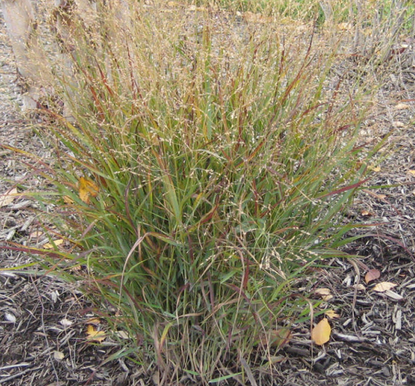 Shenandoah Switch Grass | Natorp's Online Plant Store