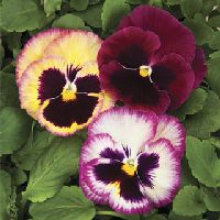 Colossus Rose Medley Pansy | Natorp's Online Plant Store