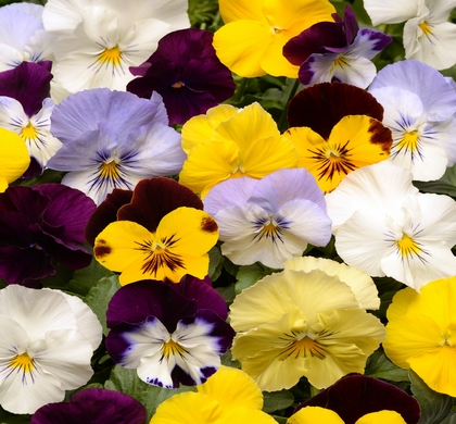 Cool Wave Mix Pansy | Natorp's Online Plant Store