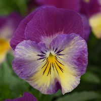 Cool Wave Raspberry Swirl Pansy | Natorp's Online Plant Store