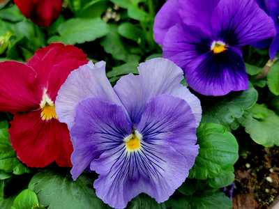 Delta Classic Berry Tart Mix Pansy | Natorp's Online Plant Store