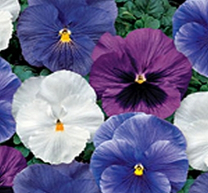Delta Pro Cool Waters Mix Pansy | Natorp's Online Plant Store
