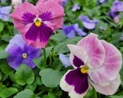 Delta Classic Cotton Candy Mix Pansy | Natorp's Online Plant Store