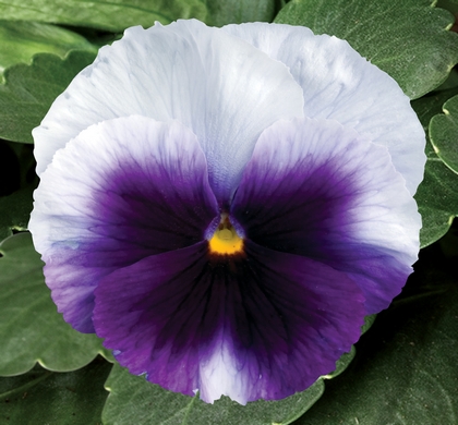 Delta Classic Beaconsfield Pansy | Natorp's Online Plant Store