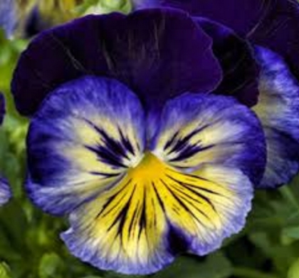 Delta Premium Blue Morpho Pansy | Natorp's Online Plant Store