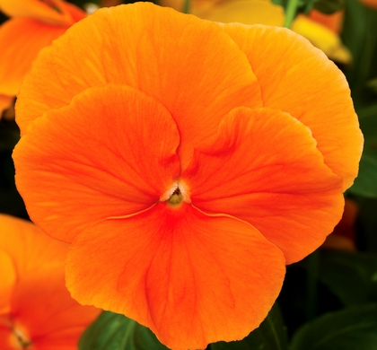 Delta Premium Pure Orange Pansy | Natorp's Online Plant Store