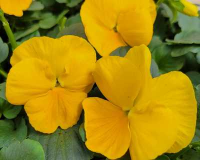 Delta Pro Clear Yellow Pansy | Natorp's Online Plant Store