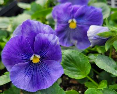 Delta Pro Clear True Blue Pansy | Natorp's Online Plant Store