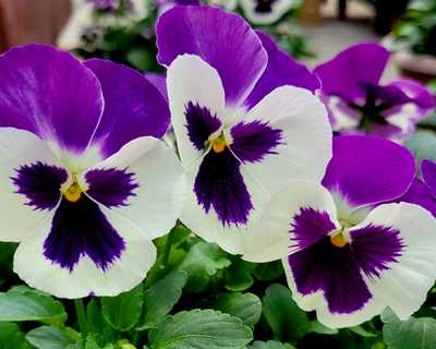 Delta Pro Violet & White Pansy | Natorp's Online Plant Store