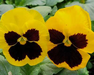 Delta Pro Yellow Blotch Pansy | Natorp's Online Plant Store
