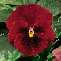 Delta Pure Red Pansy | Natorp's Online Plant Store