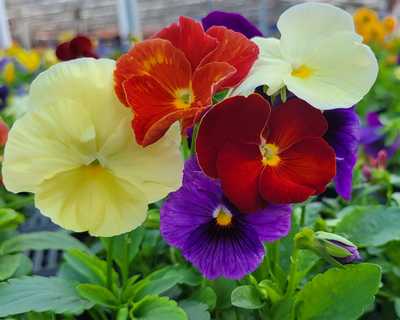 Delta Wine & Cheese Mix Pansy | Natorp's Online Plant Store