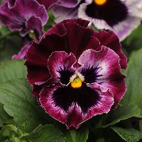 Frizzle Sizzle Raspberry Pansy | Natorp's Online Plant Store