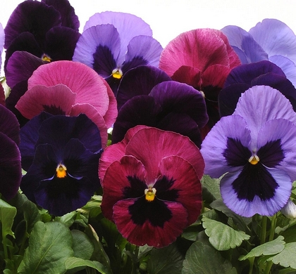Matrix Amethyst Mix Pansy | Natorp's Online Plant Store