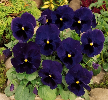 Matrix® Blue Blotch Pansy | Natorp's Online Plant Store