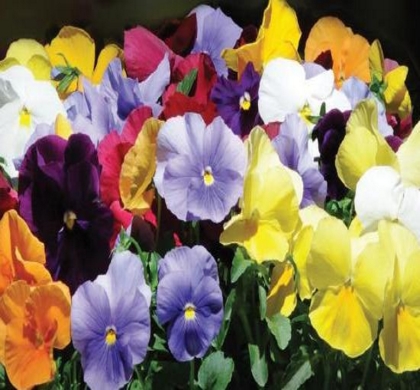 Matrix Clear Mix Pansy | Natorp's Online Plant Store