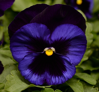 Matrix Denim Pansy | Natorp's Online Plant Store