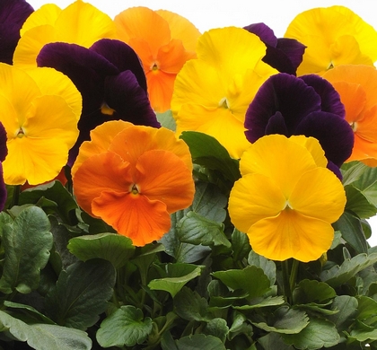 Matrix Harvest Mix Pansy | Natorp's Online Plant Store