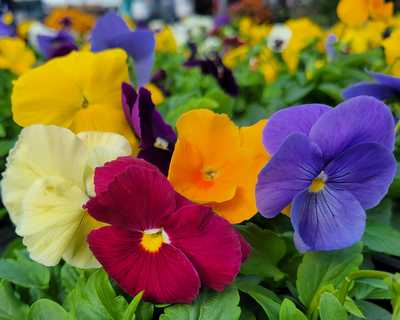 Matrix® Jewels Mixture Pansy | Natorp's Online Plant Store